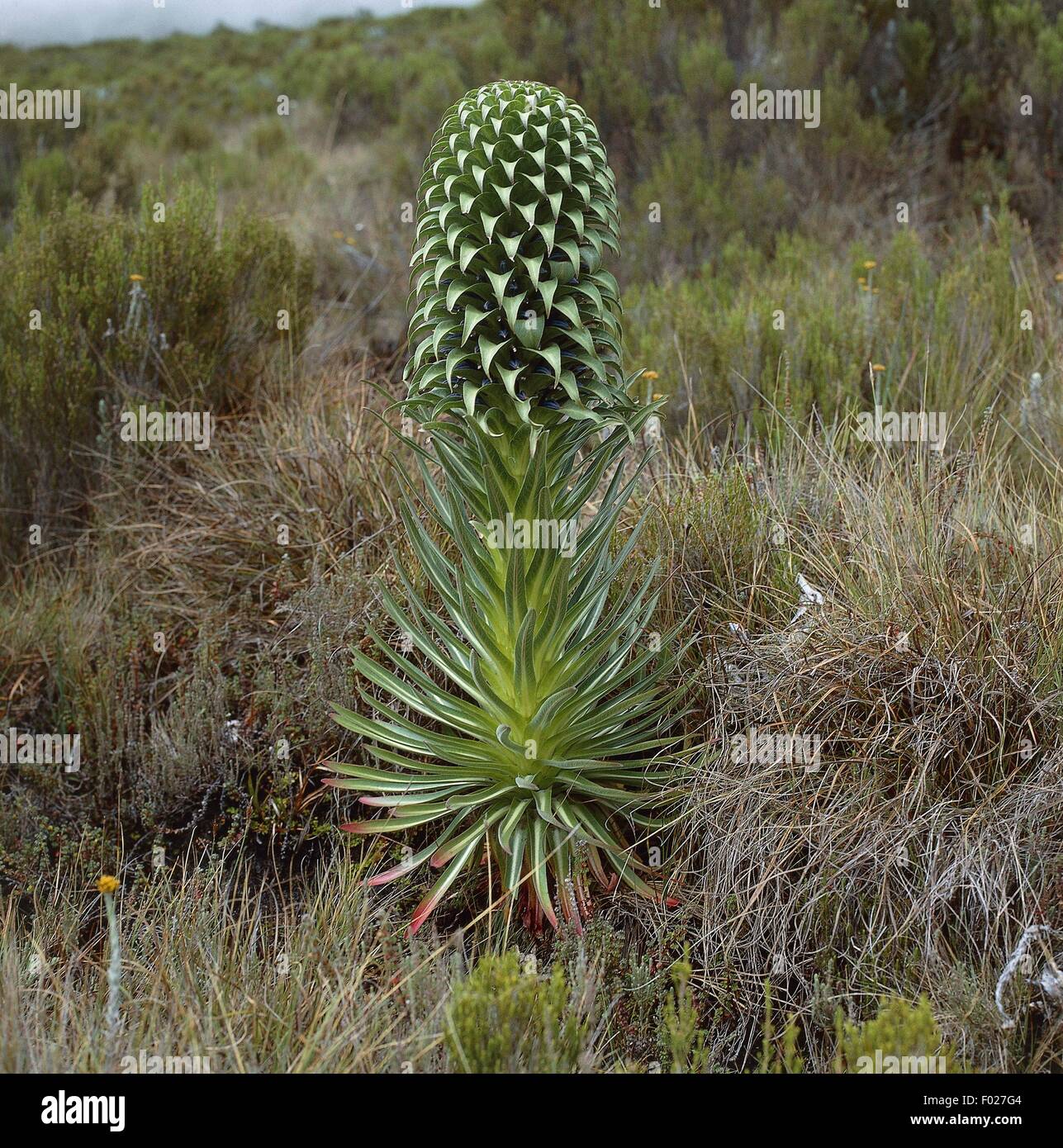 Giant Lobelia (Lobelia deckenii), Kilimanjaro National Park (UNESCO ...