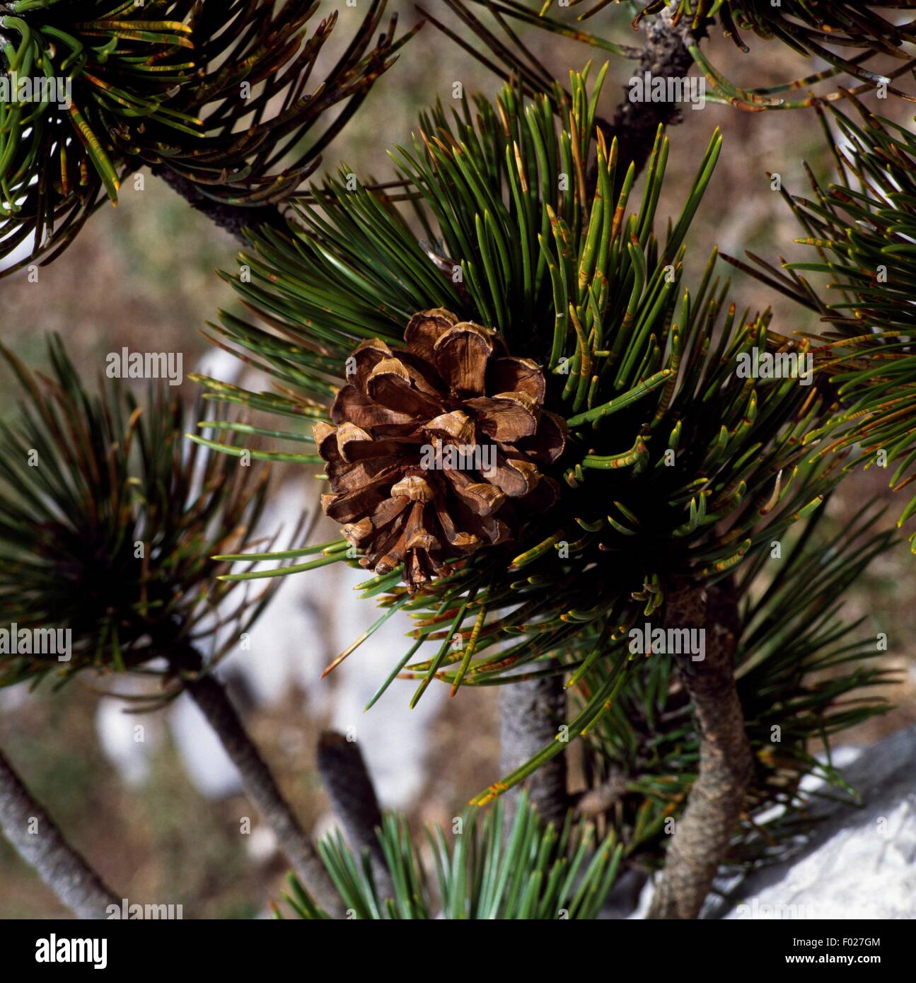 Needles and buds of the Bosnian Pine (Pinus heldreichii), Pollino ...