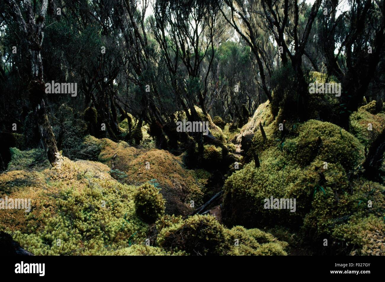 Vegetation, Rwenzori Mountain Range at 3500 metres, Virunga National ...