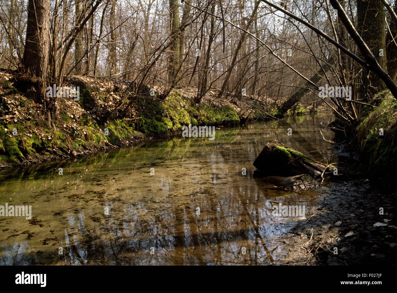 Pond in a forest of oaks (Quercus robur) and hazel (Corylus avellana ...