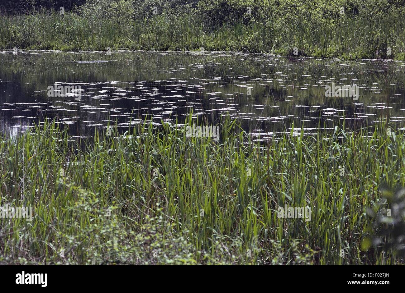 Pond around Roverini oxbow lake, Ticino Park, Lombardy, Italy Stock ...