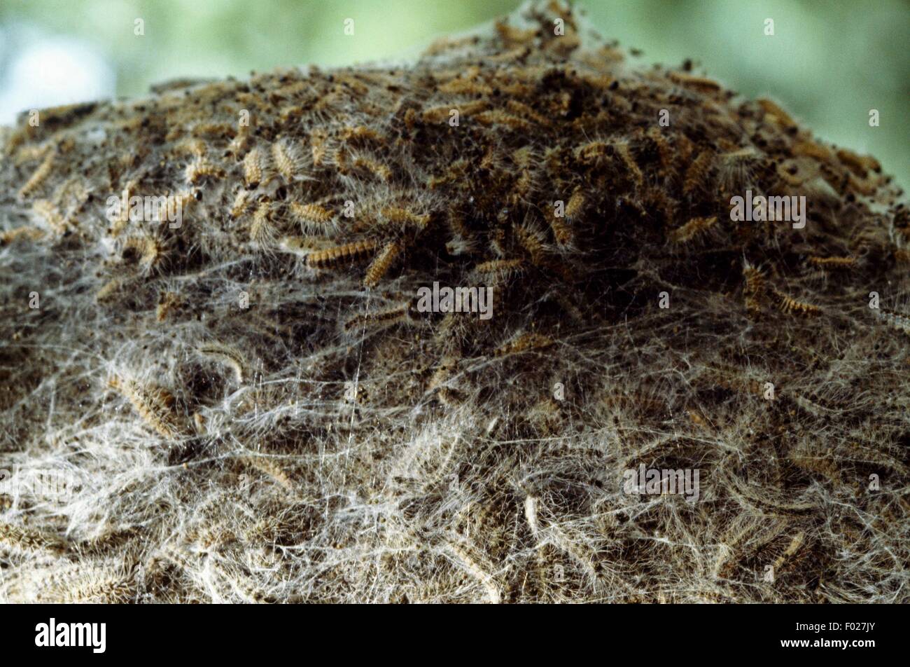 Oak Processionary moth larvae (Thaumetopoea processionea) on an oak ...