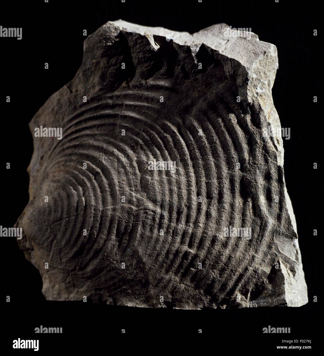 Inoceramus hi-res stock photography and images - Alamy