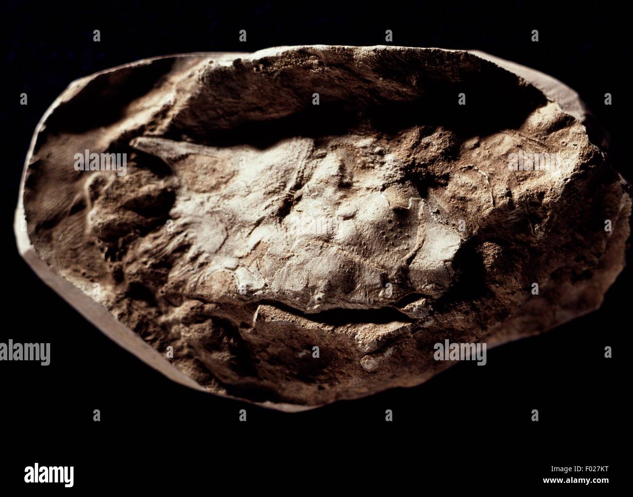 Neptunus gallicus fossils, Brachyura decapods Stock Photo - Alamy