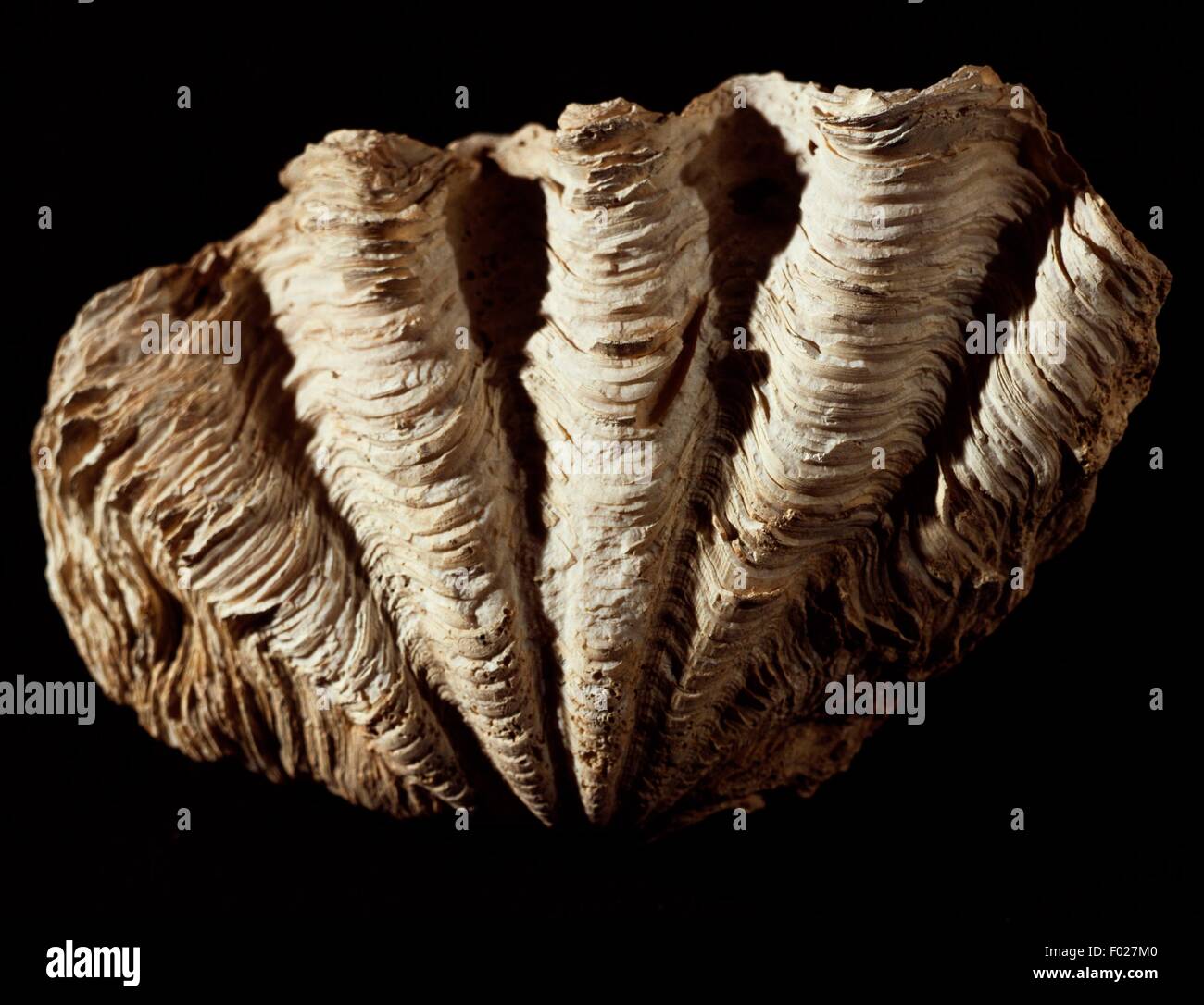 Bivalvia fossil hi-res stock photography and images - Alamy