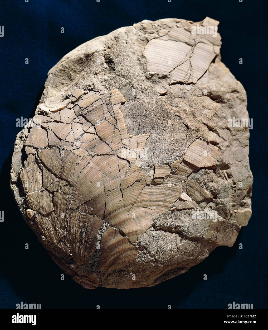 Inoceramus hi-res stock photography and images - Alamy