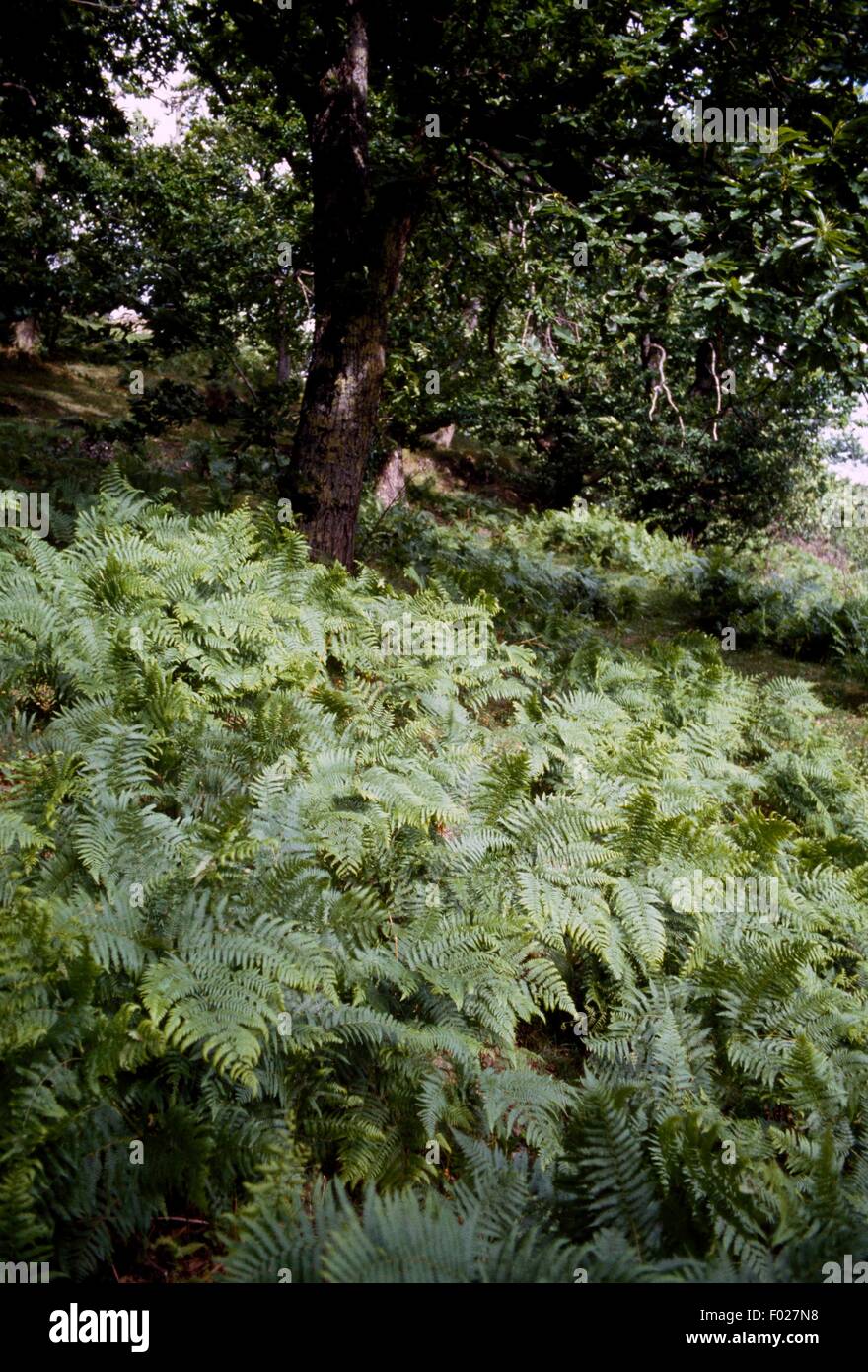 Ferns ferns hi-res stock photography and images - Alamy