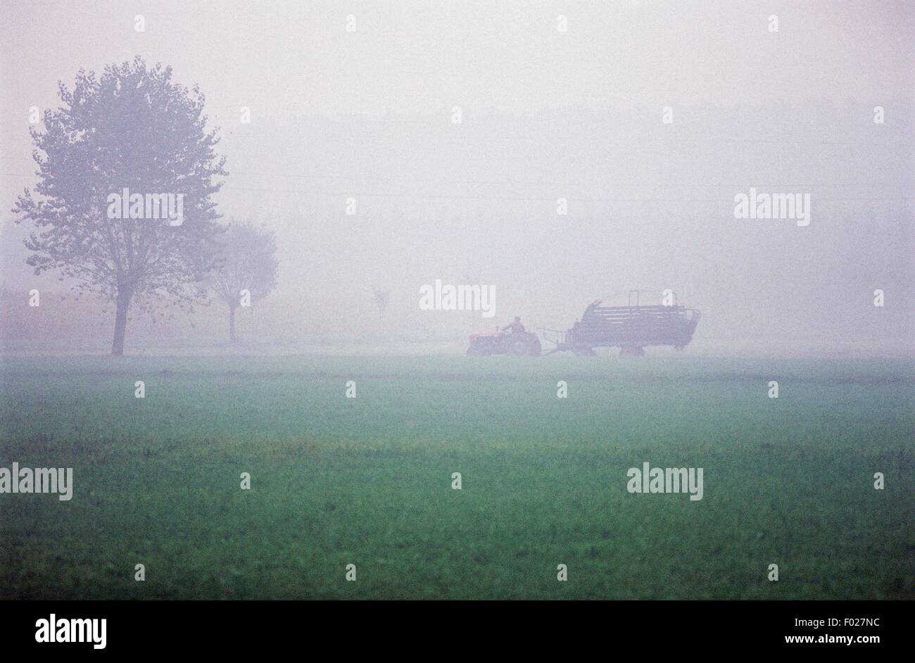 Tractor in a foggy field, Besate, Lombardy, Italy Stock Photo - Alamy