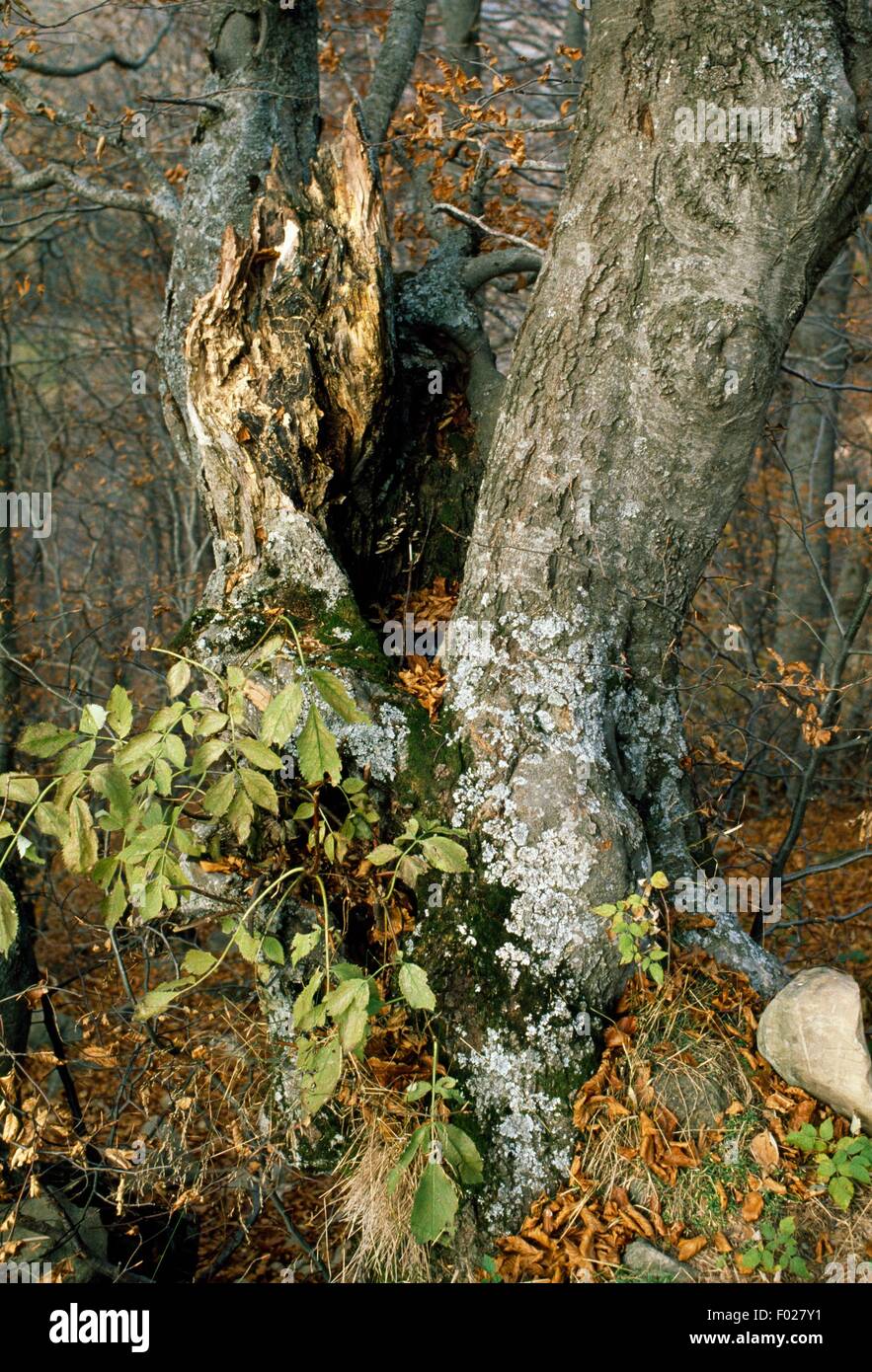 Beech (fagus sp) old growth forest hi-res stock photography and images ...