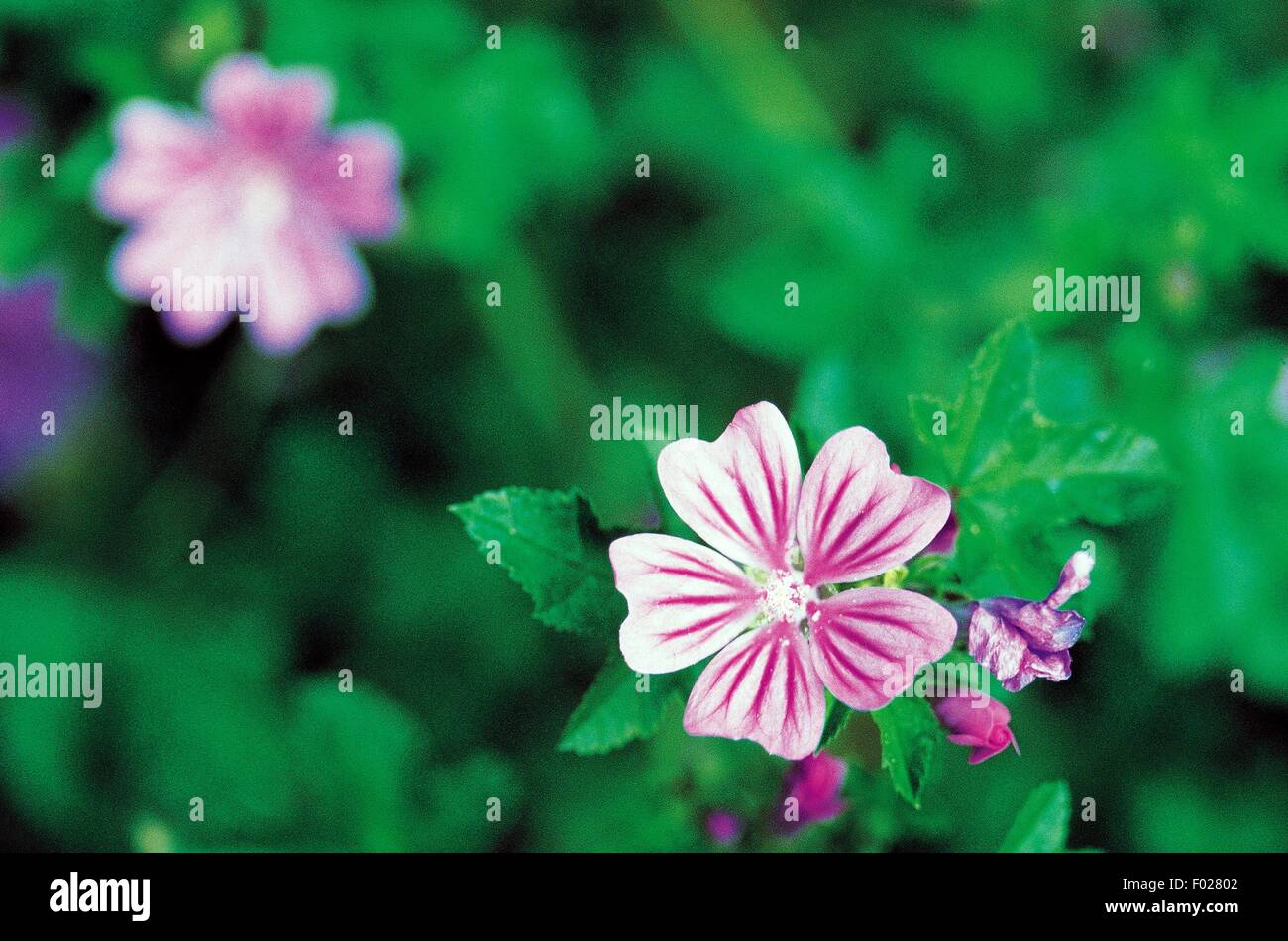 Wild mallow (Malva sylvestris), Punte Alberete Oasis, Po Delta Park ...