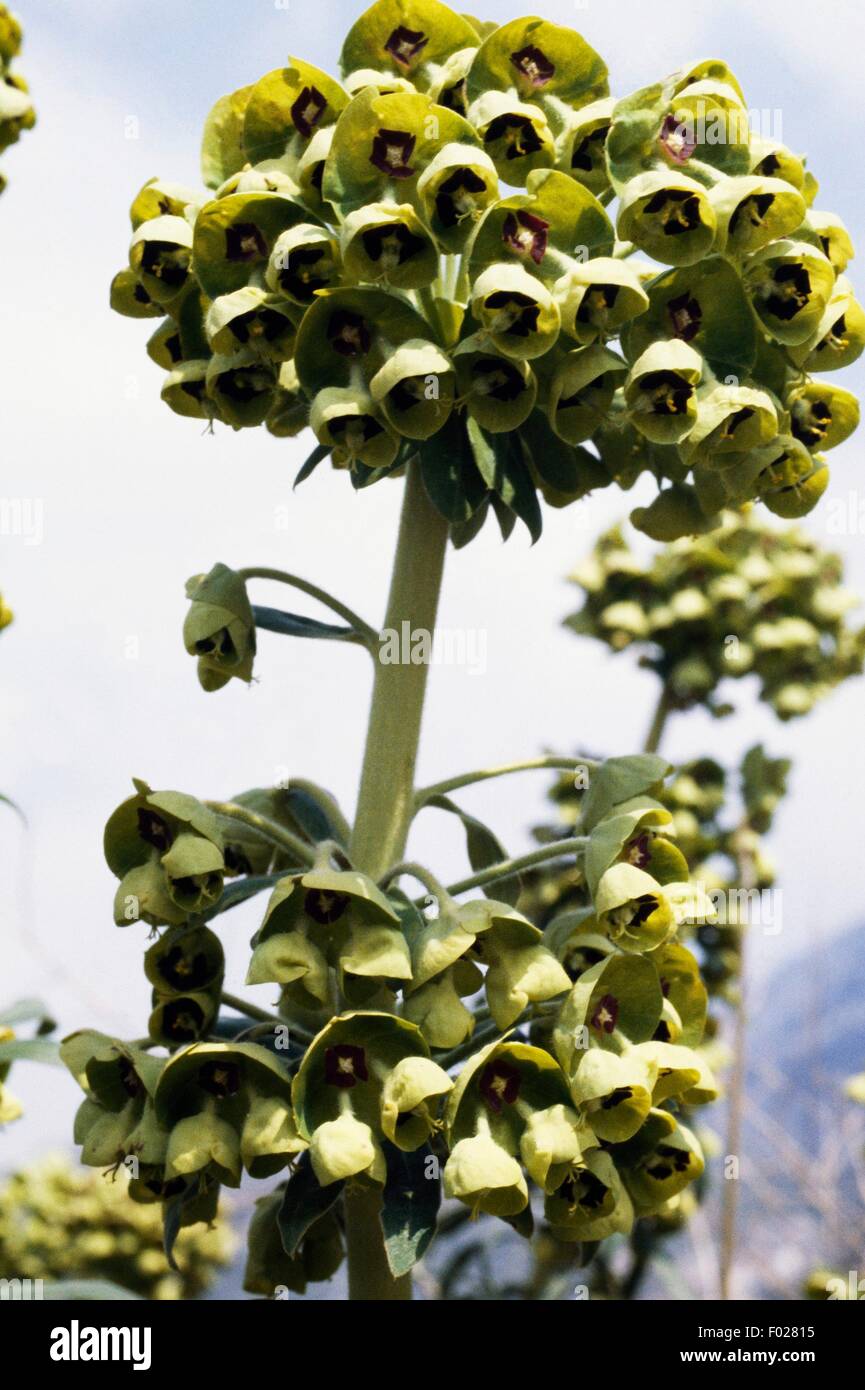 Gopher Plant (Euphorbia biglandulosa o Euphorbia rigida), National Park ...