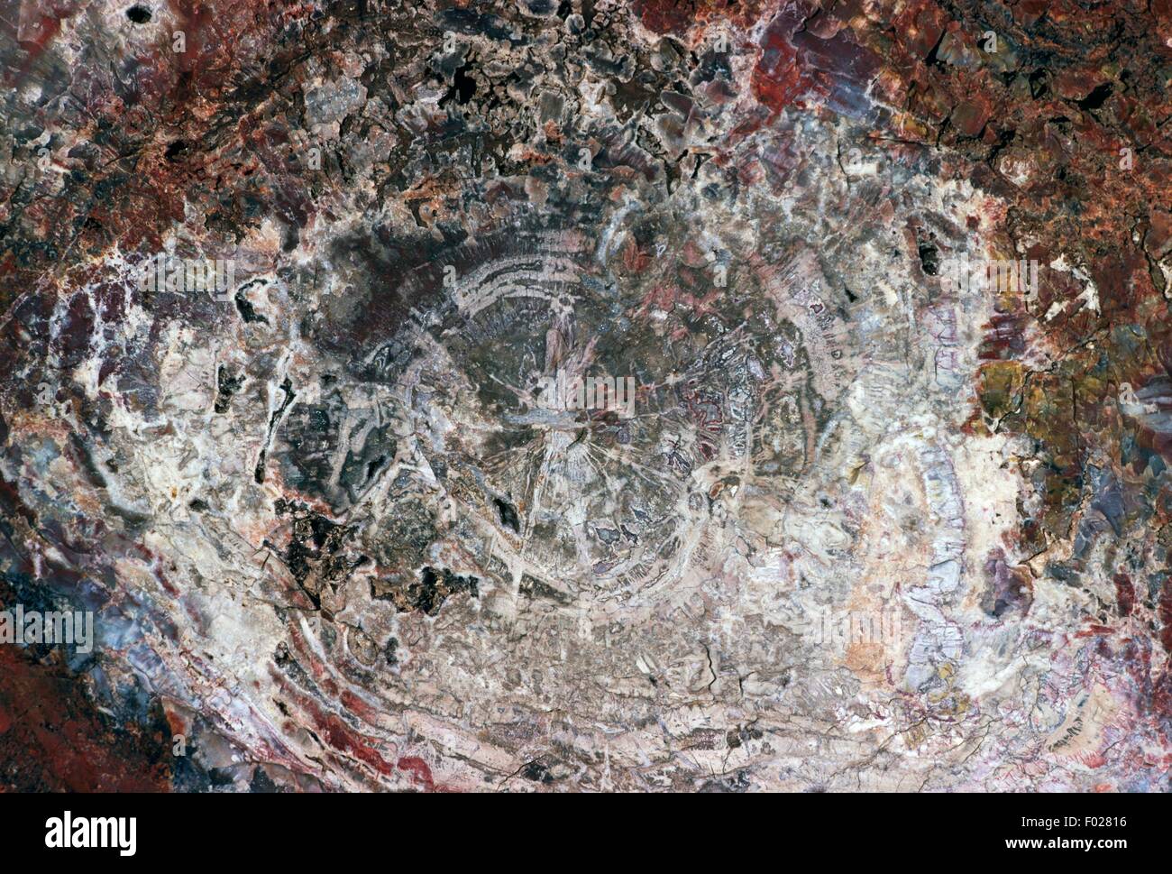 Fossilised tree trunk, Petrified Forest National Park, Arizona, United ...