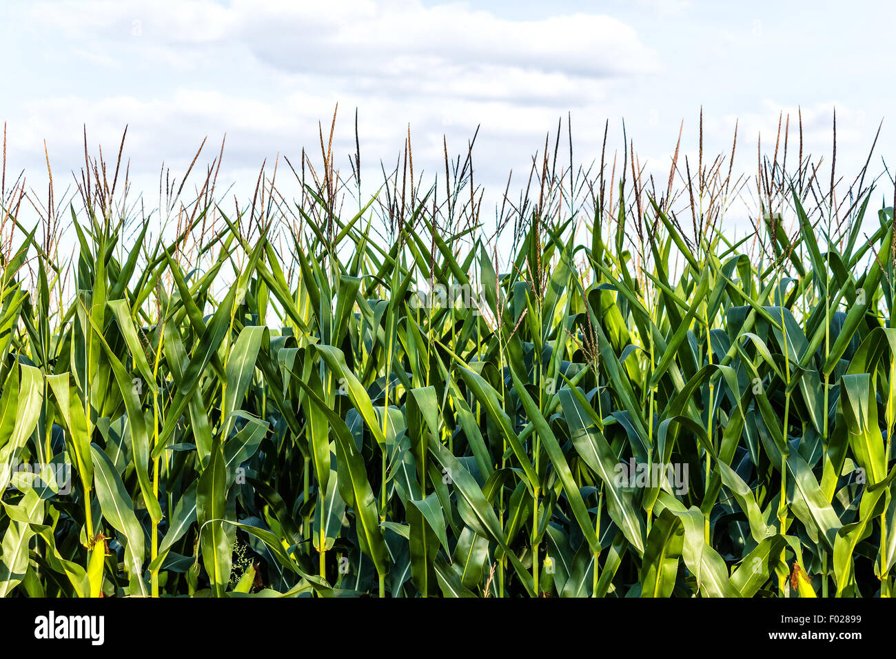 Corn field in summer Stock Photo - Alamy