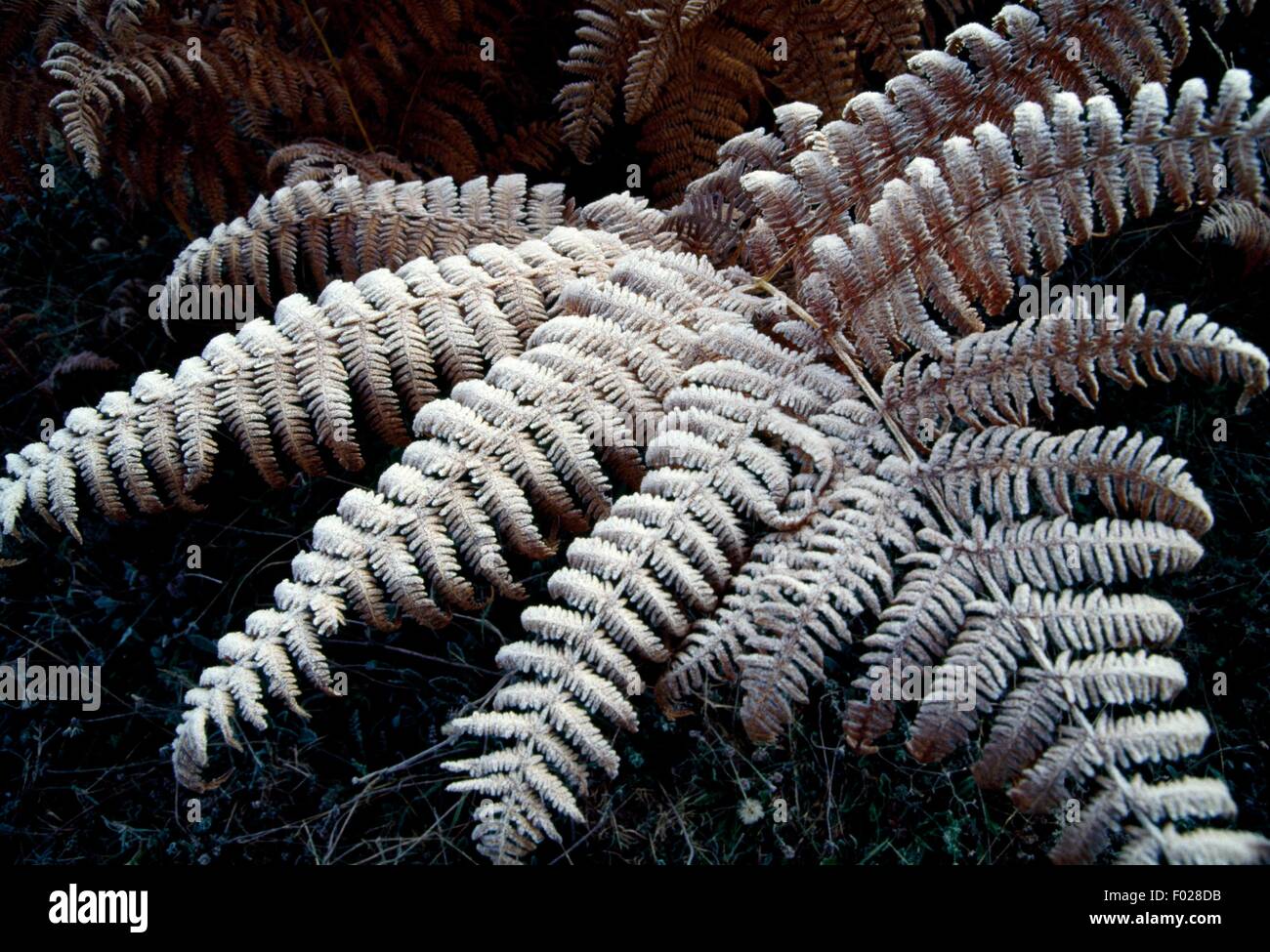 Fern leaf covered with soft rime, needle-shaped ice deposition Stock ...