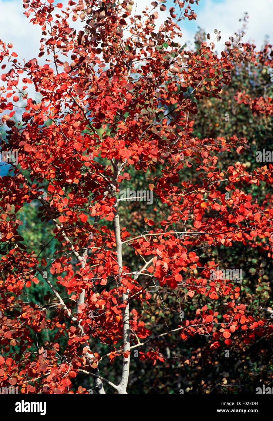 Birch tree in autumn, in the surroundings of Serre-Poncon lake ...