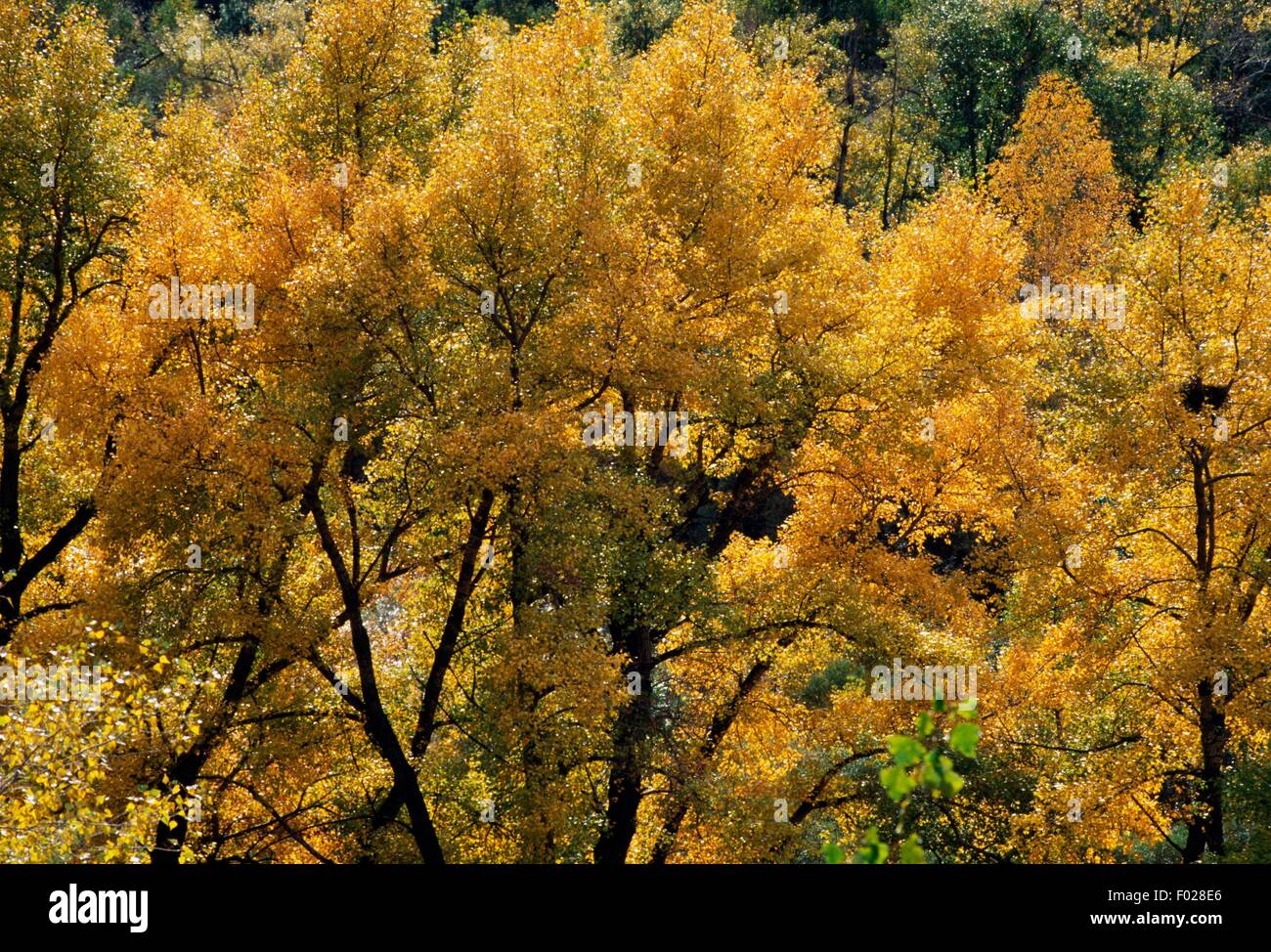 Temperate deciduous forest in autumn, Provence-Alpes-Cote D'Azur ...