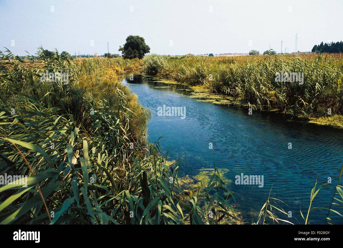 The course of the Ciane river, Nature Reserve of the river Ciane and ...