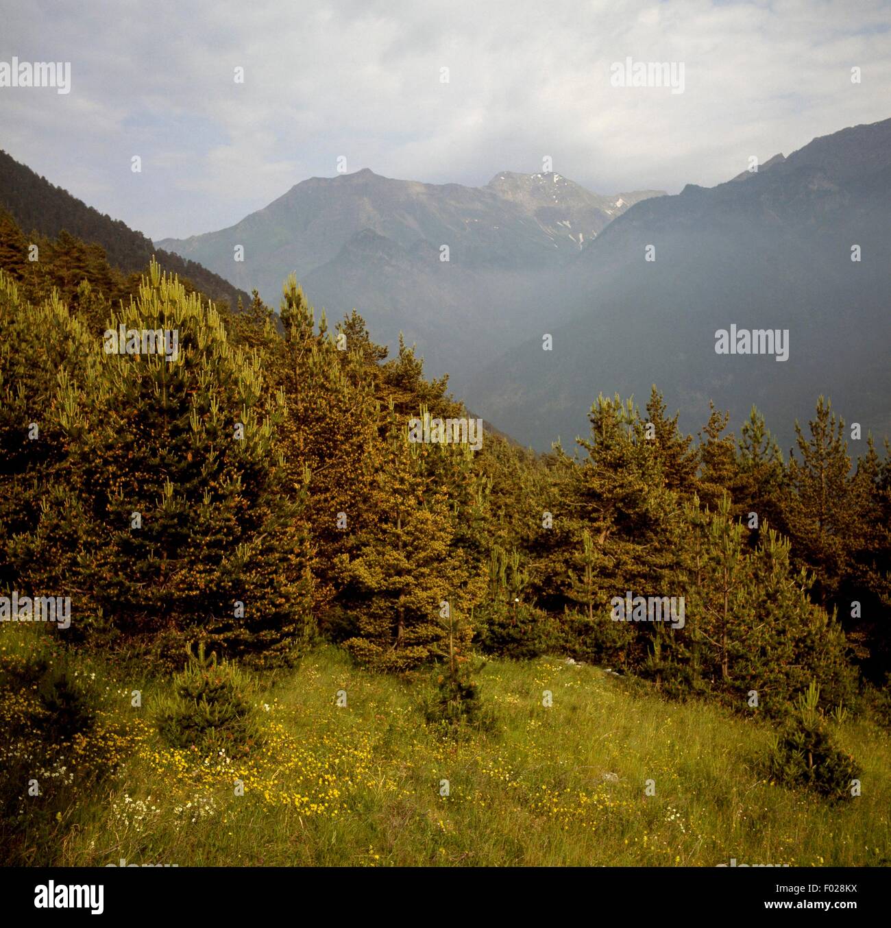Pine trees (Pinus sp), Orsiera-Rocciavre Natural Park, Upper Val ...