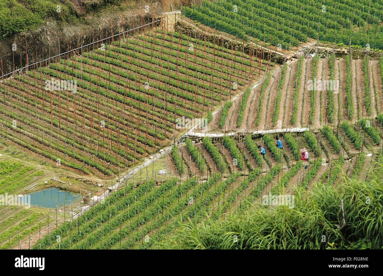 Terrace farming, Pahang, Malaysia Stock Photo - Alamy