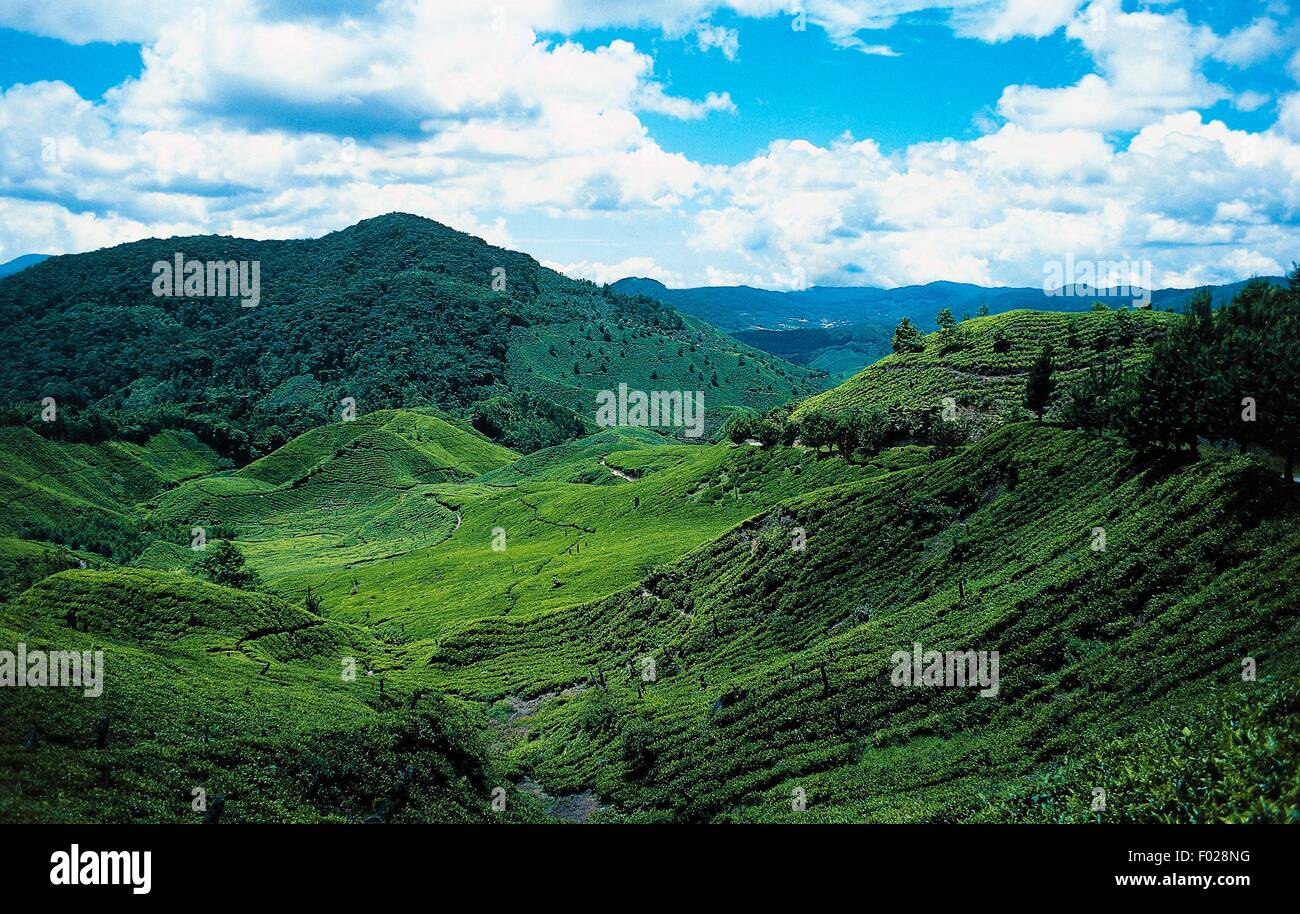 Tea plantations, Cameron Highlands, Malaysia Stock Photo - Alamy