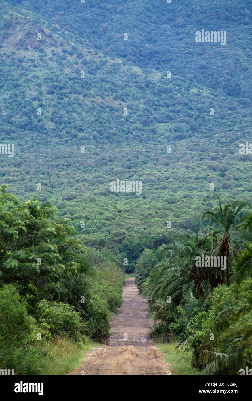 A track in Virunga National Park (UNESCO World Heritage List, 1979 ...