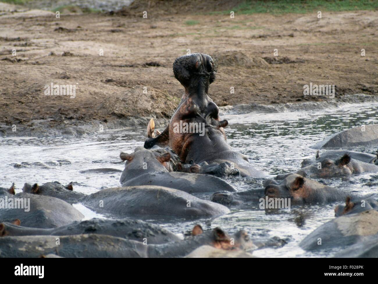 Hippopotamuses (Hippopotamus amphibius), Virunga National Park (UNESCO ...