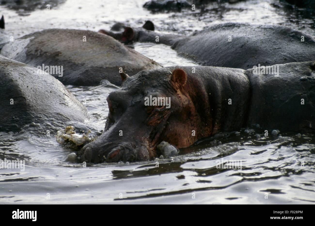 Congo People Republic 1979 High Resolution Stock Photography and Images ...