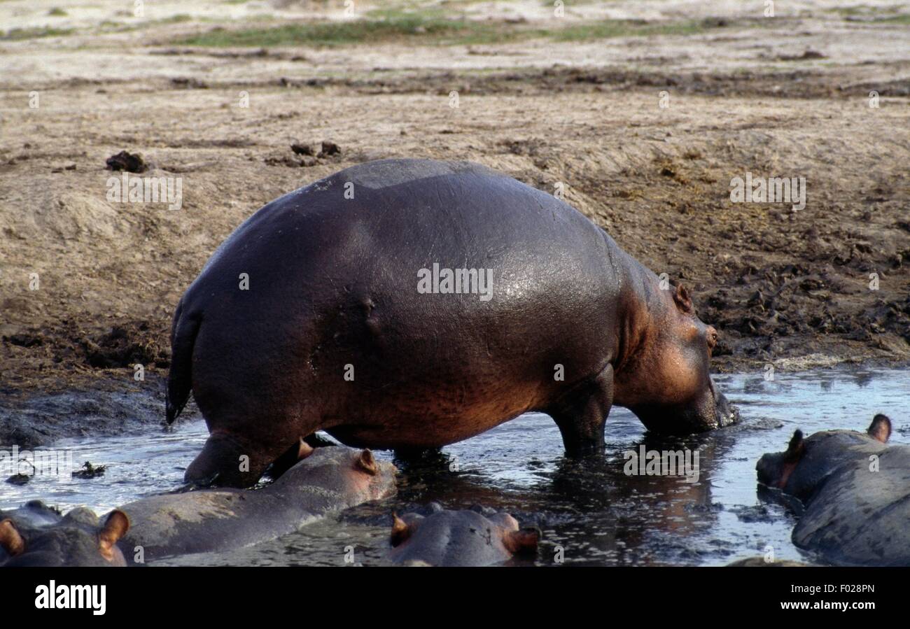 Hippopotamuses (Hippopotamus amphibius), Virunga National Park (UNESCO ...