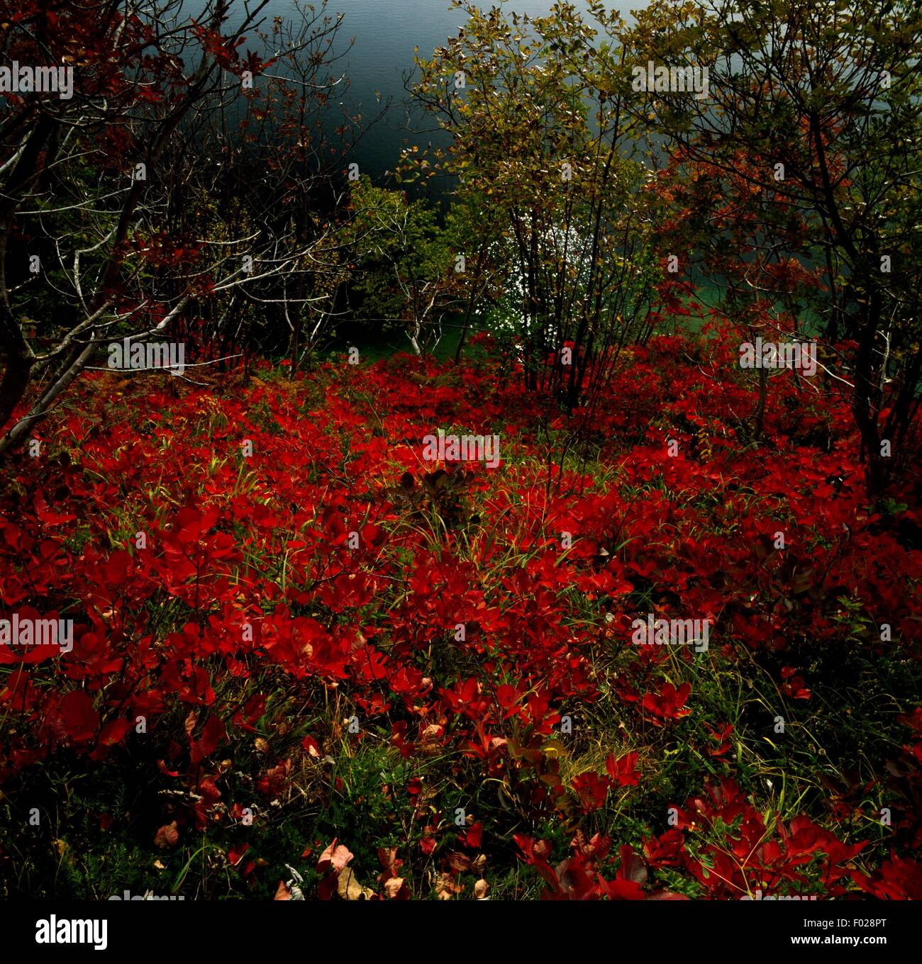 Vegetation, Plitvice Lakes National Park (Nacionalni Park Plitvicka ...