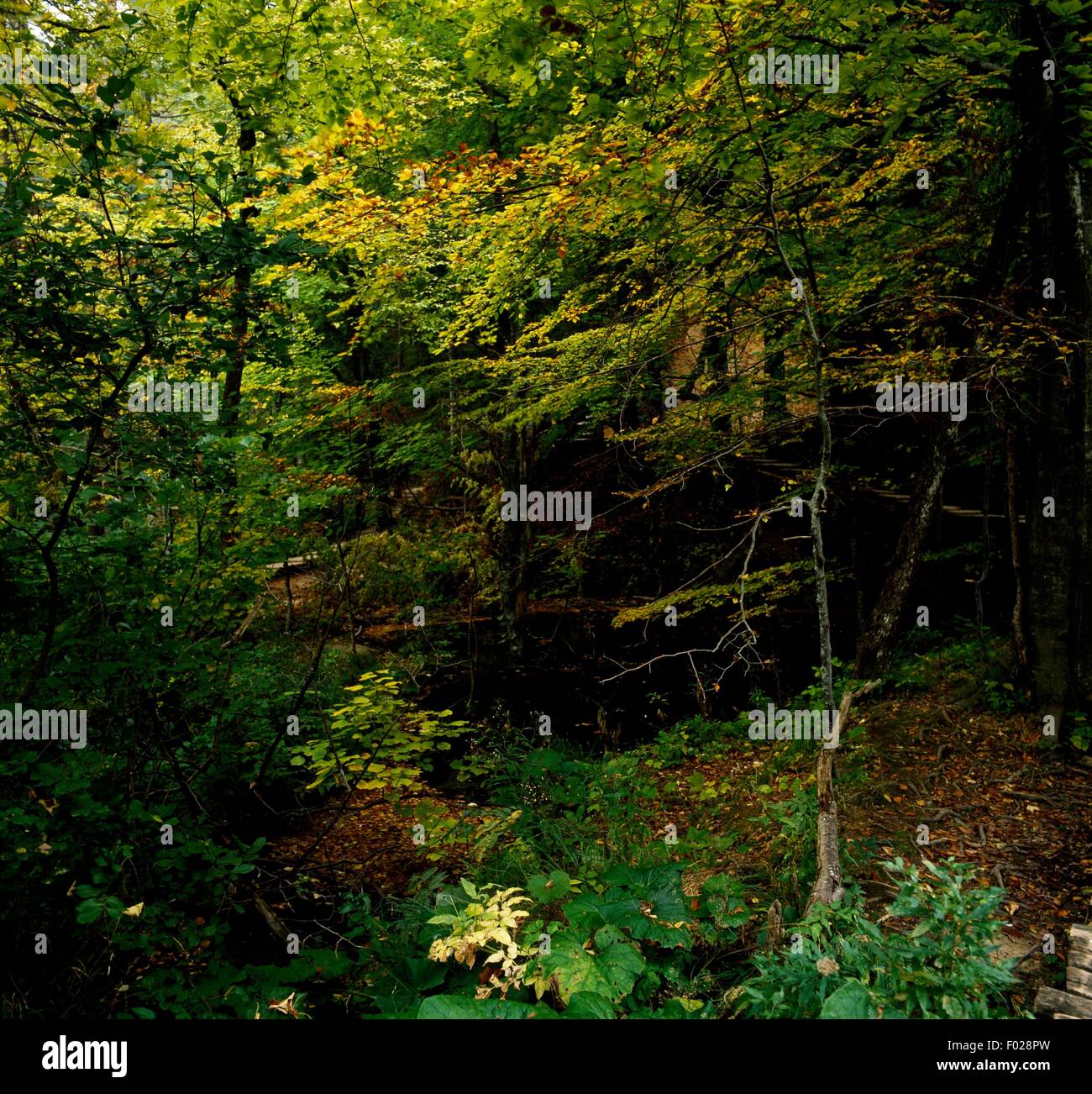 Vegetation, Plitvice Lakes National Park (Nacionalni Park Plitvicka ...