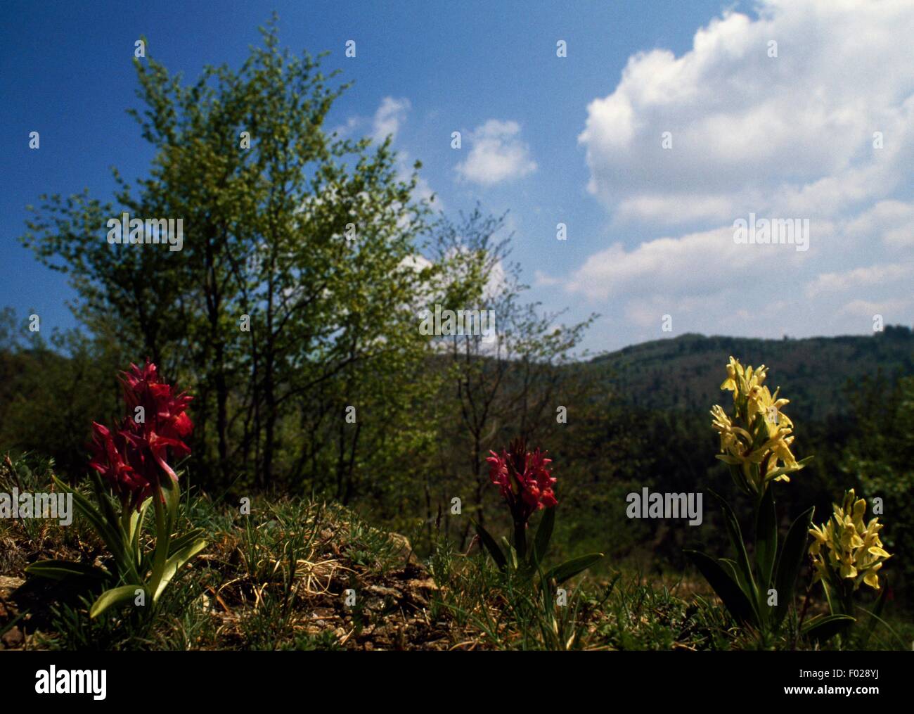 Field of flowers on Mount Botte Donato, the Greater Sila, Sila National ...