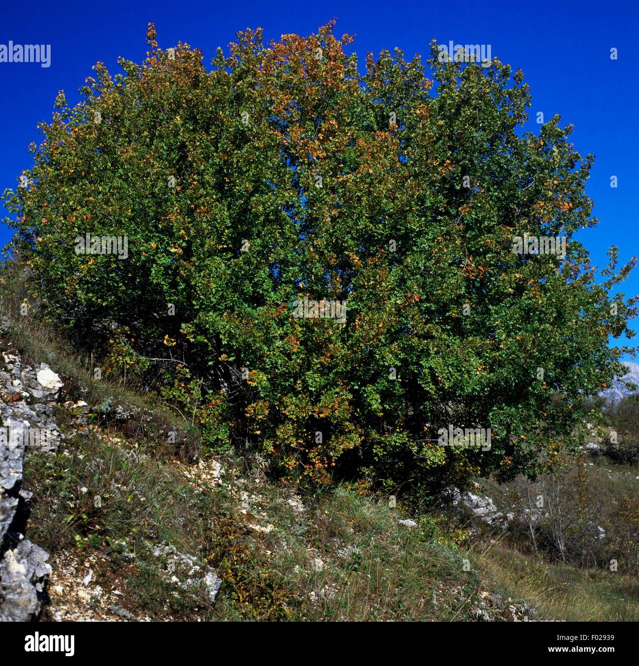 Montpellier maple (Acer monspessulanum), Abruzzo, Lazio and Molise ...