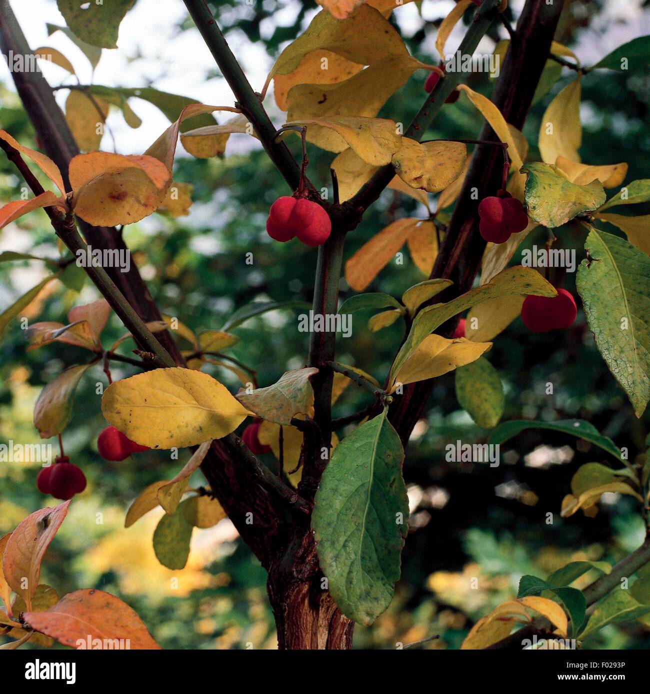 European spindle (Euonymus europaeus), Abruzzo, Lazio and Molise ...