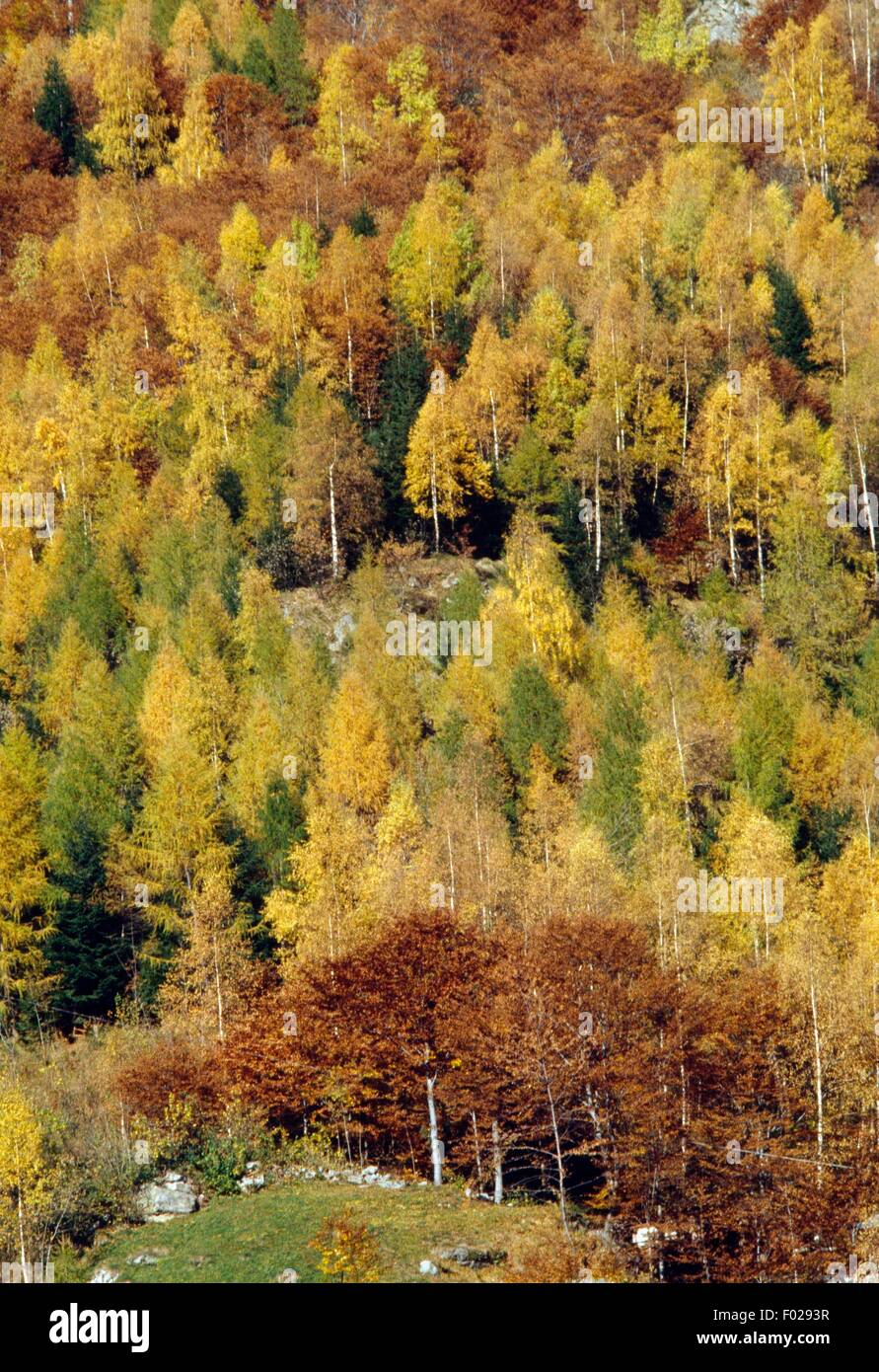 European beech and European larch wood, Valsesia, Piedmont region ...