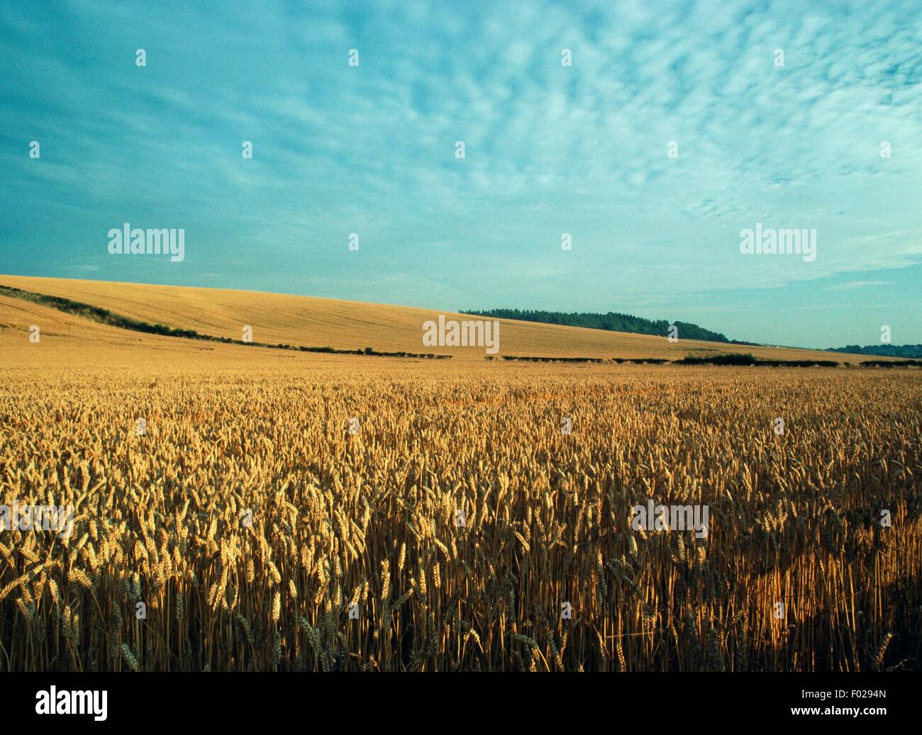 Wheatfield, England, United Kingdom Stock Photo - Alamy