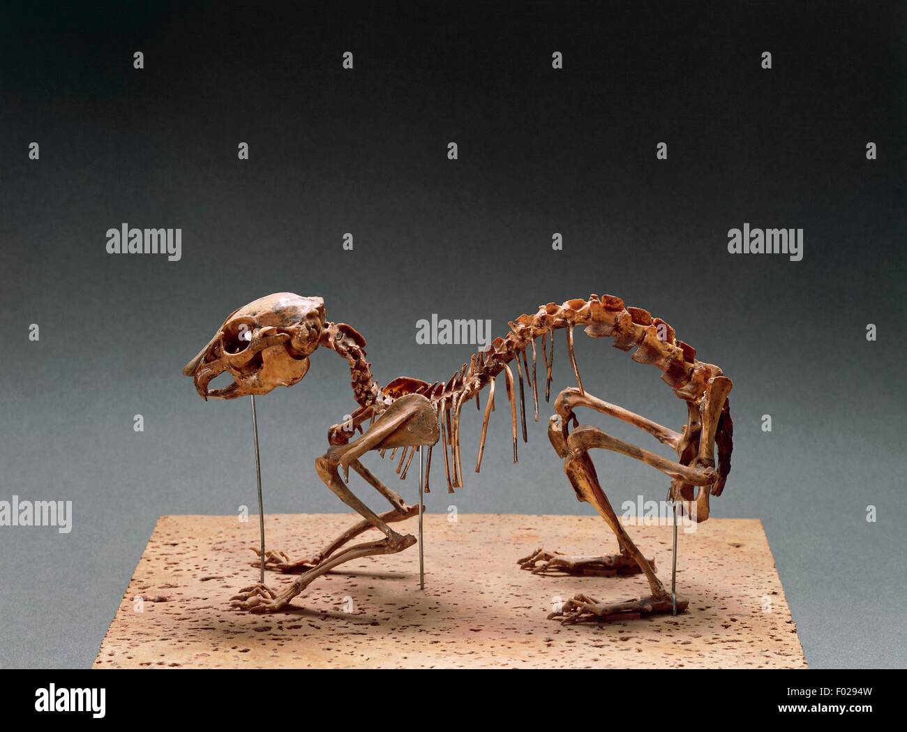 Prolagidae hi-res stock photography and images - Alamy