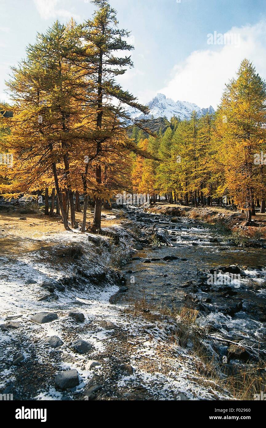 Conifers, Vallee de la Claree, Provence-Alpes-Cote d'Azur, France Stock ...