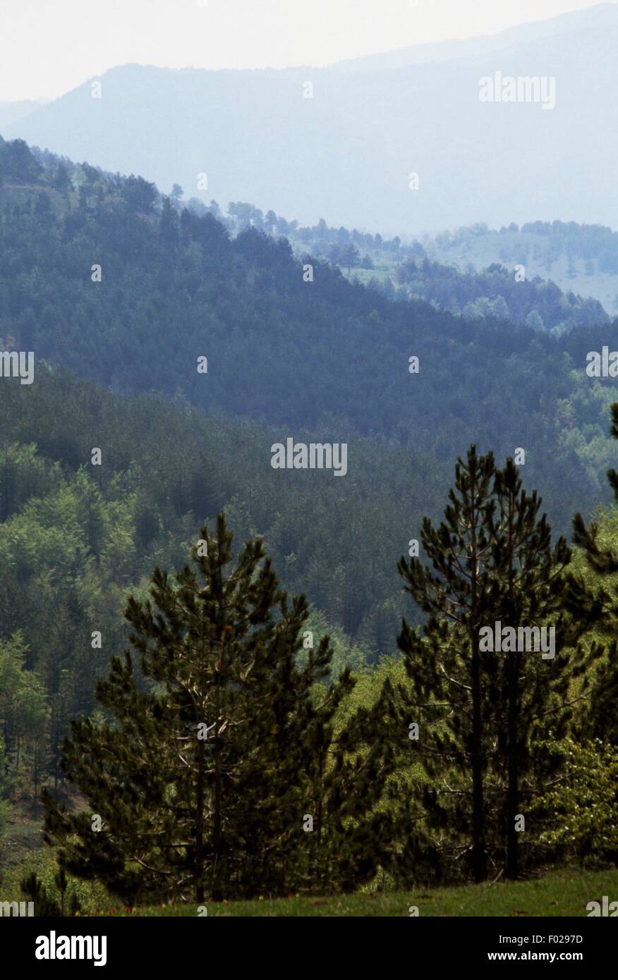 Fossiata Forest, Sila National Park, Calabria, Italy Stock Photo - Alamy