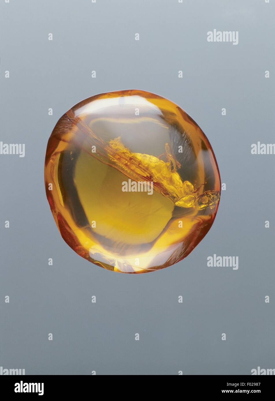 Gems: Fossil insect in transparent amber, Santo Domingo Stock Photo - Alamy