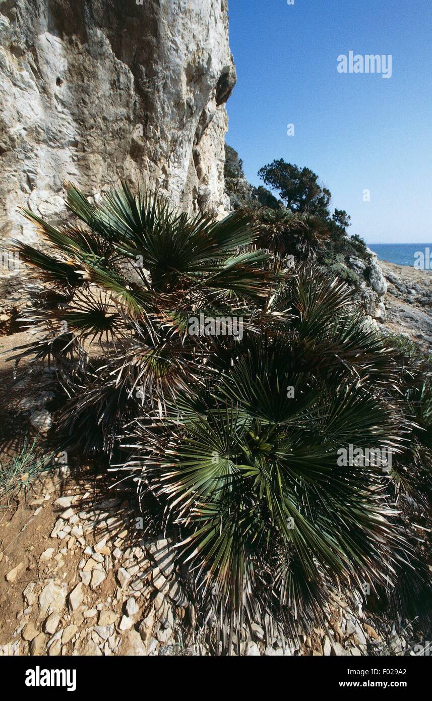 European fan palm (Chamaerops humilis), National Park of Circeo, Lazio ...