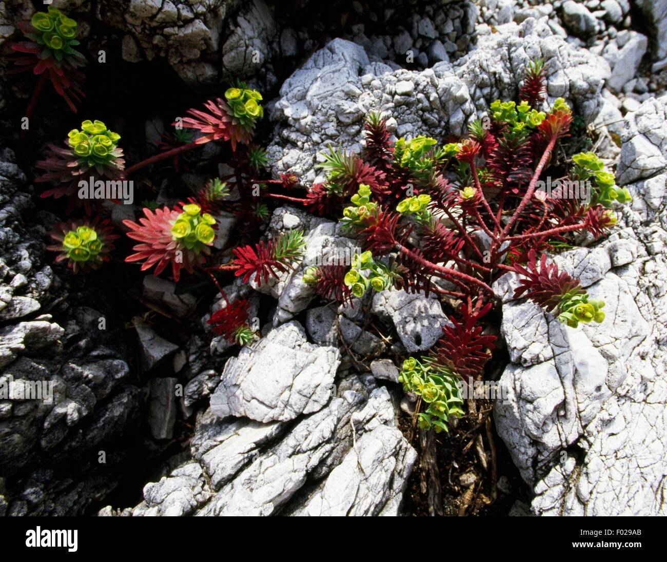 Tree Spurge (Euphorbia dendroides), National Park of Circeo, Lazio ...