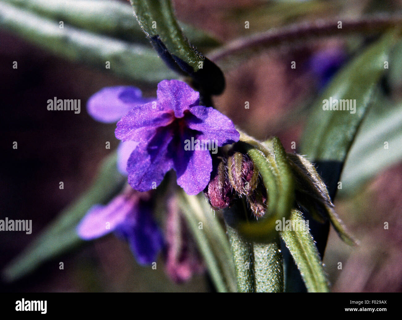 Purple Gromwell (Buglossoides purpurocaerulea), National Park of Circeo ...