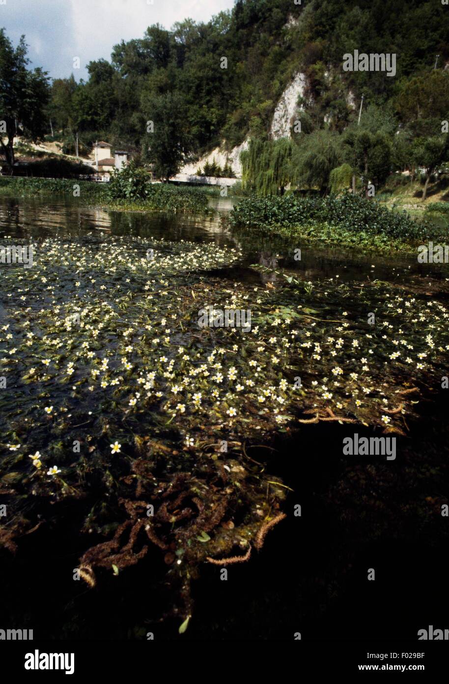 Flowers of Water-crowfoot (Ranunculus aquatilis), Nature Reserve of ...