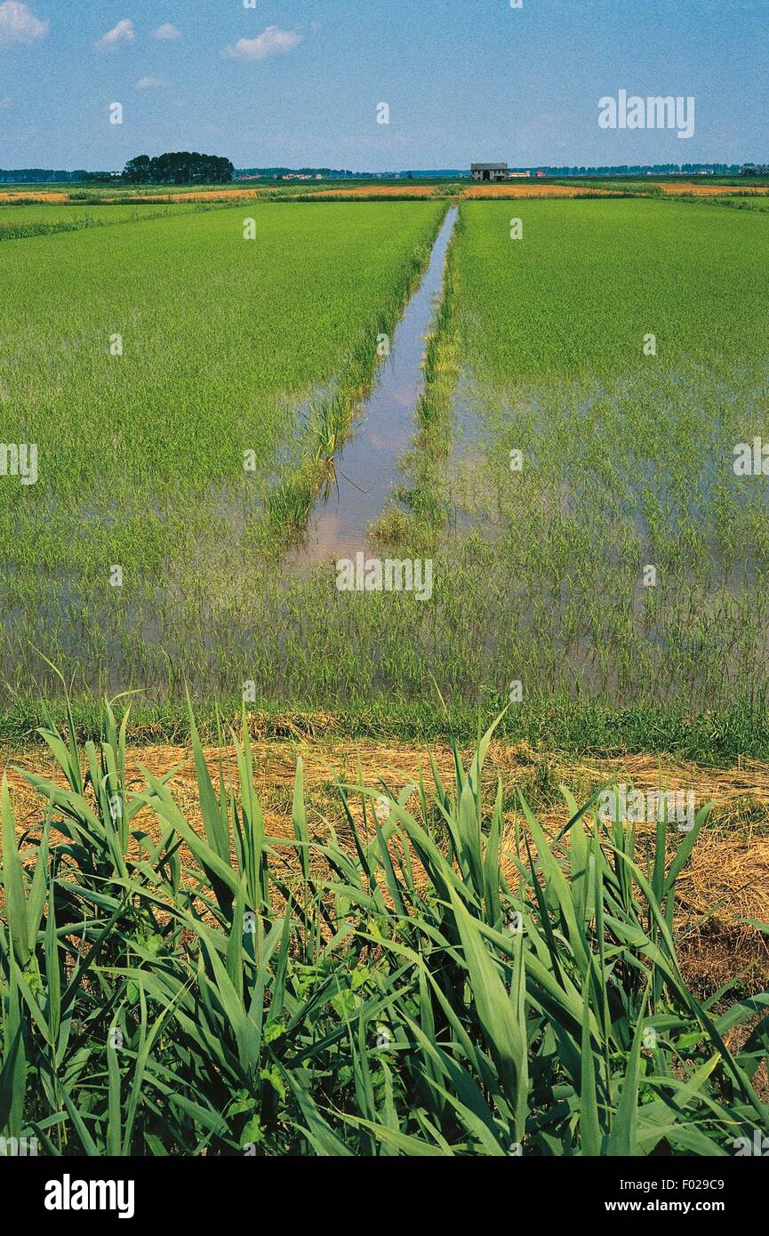 Irrigated fields in the area of Comacchio Valleys, Po Delta Regional ...