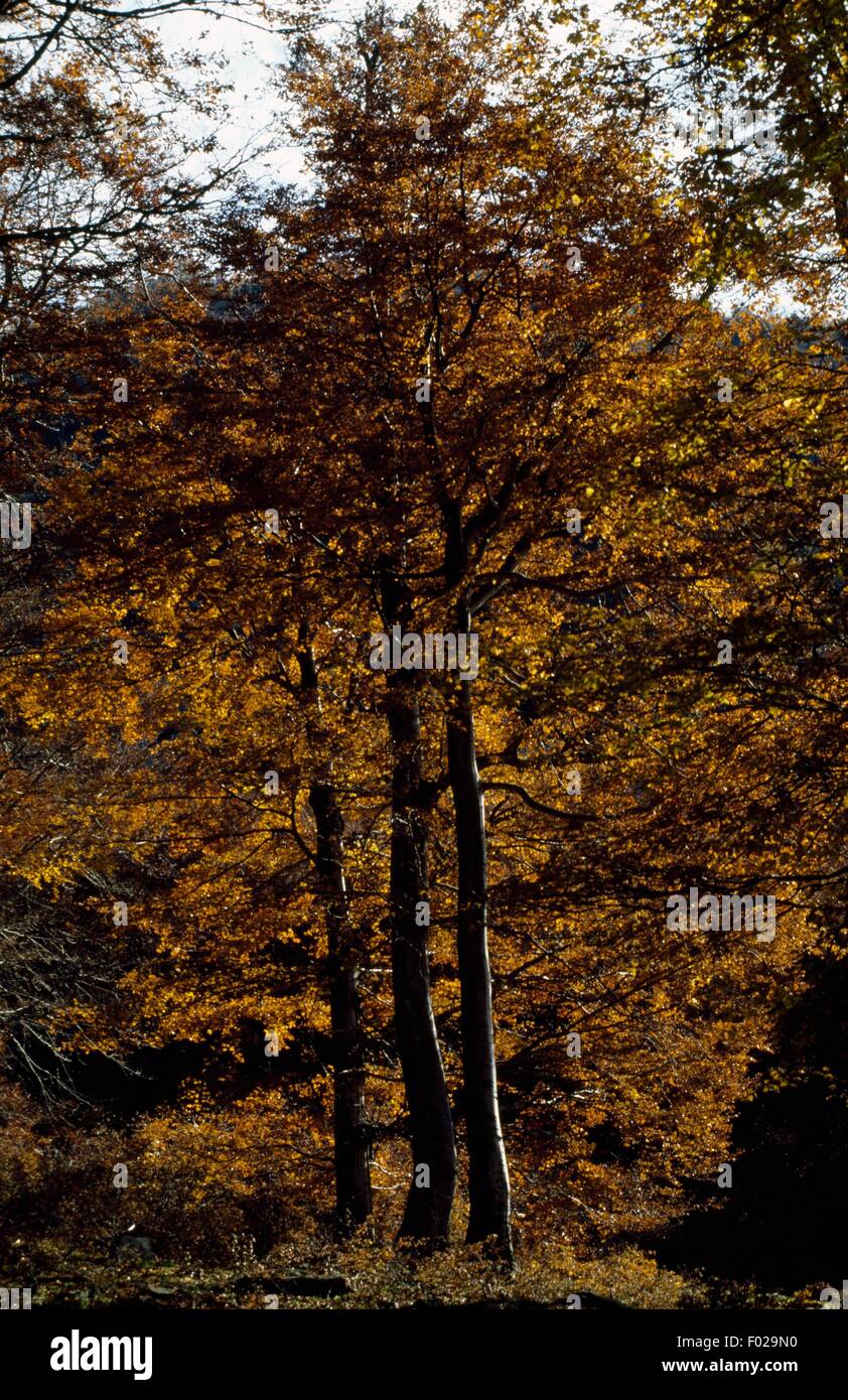 European beech trees in autumn Stock Photo - Alamy