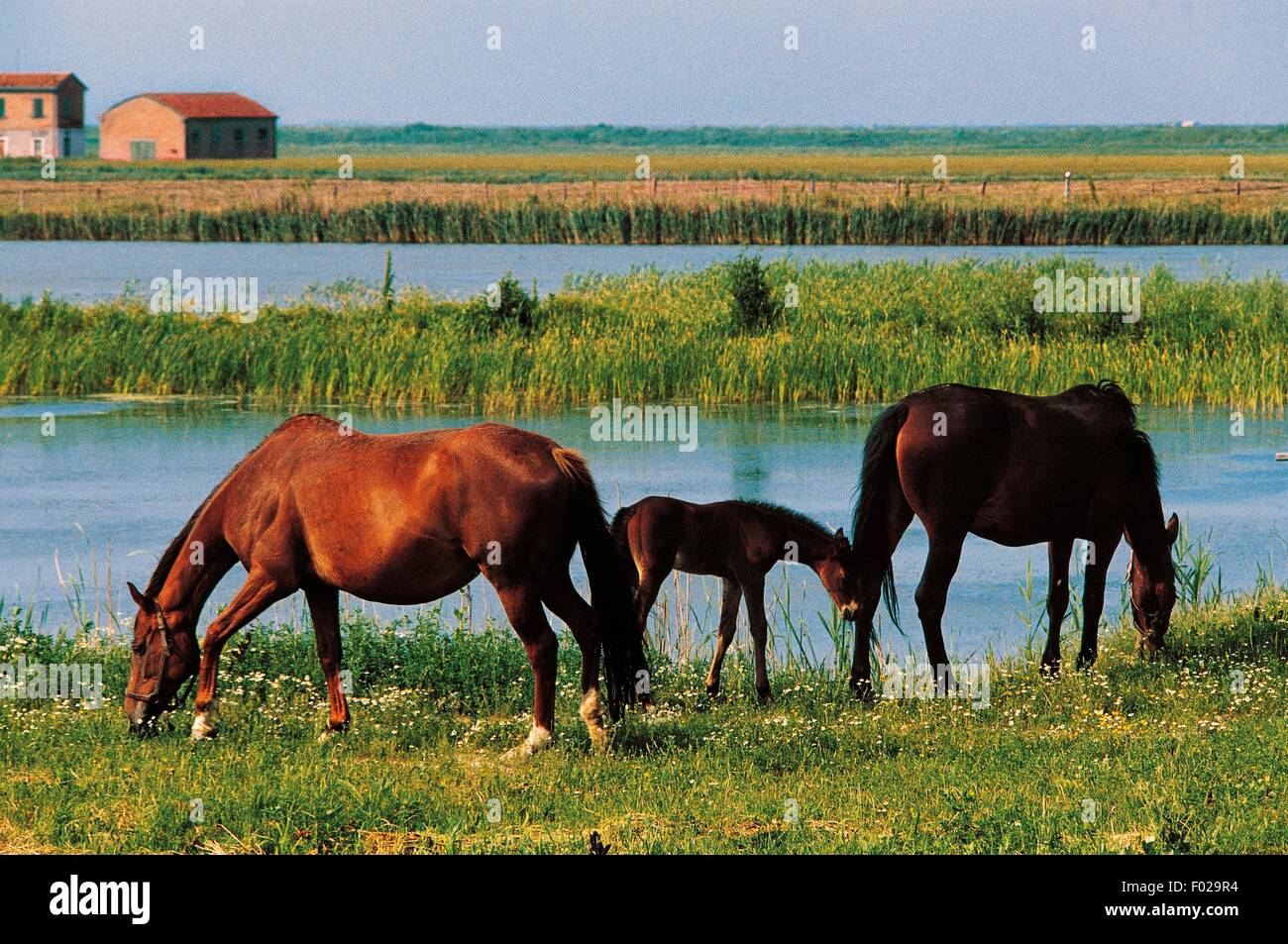 Horses (Equus caballus), Comacchio marshlands, Po Delta Regional Park ...