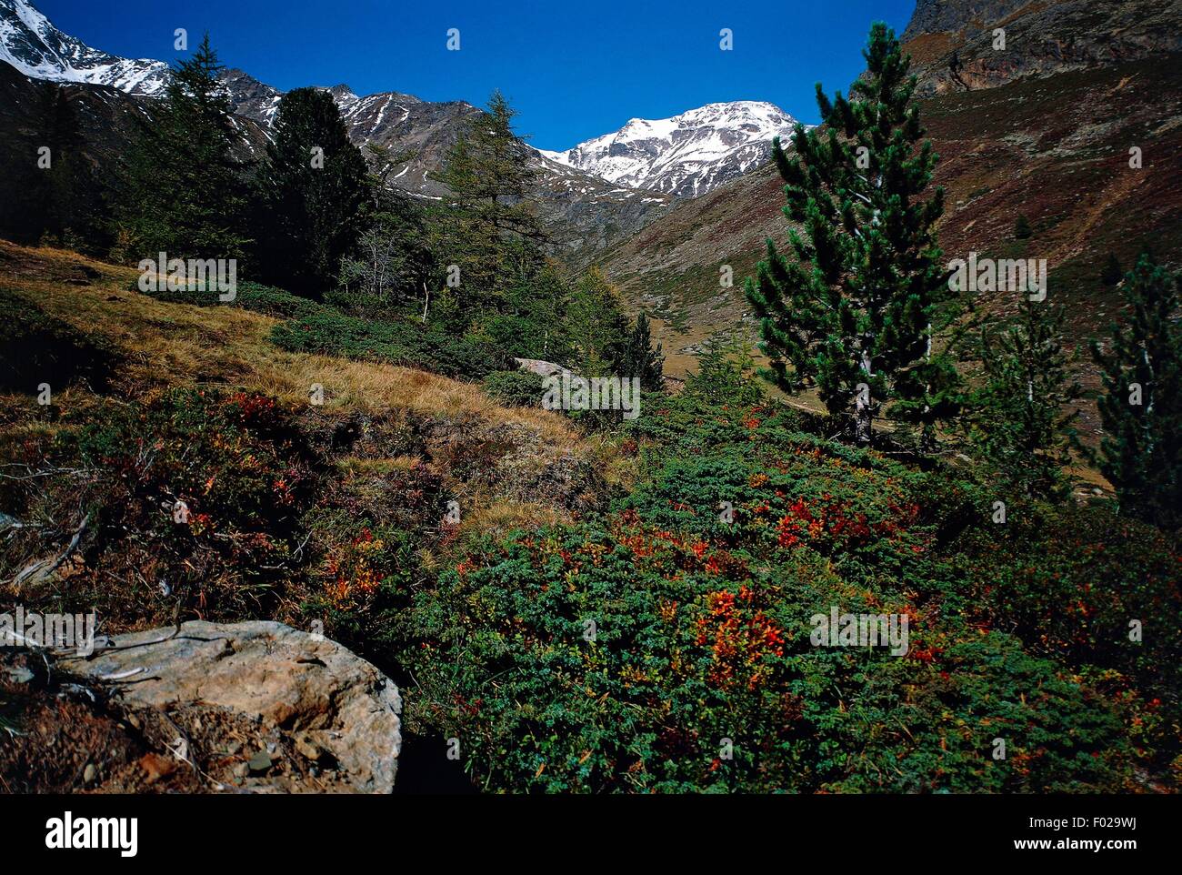 Upper Val Solda, Stelvio National Park, Trentino-Alto Adige, Italy ...