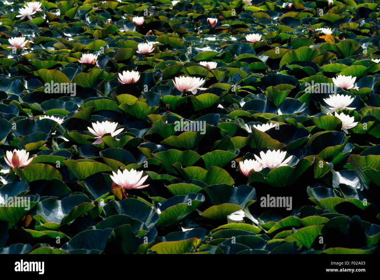 Lotus Lagoon, Saval Park (Parque Saval), Valdivia, Chile Stock Photo ...