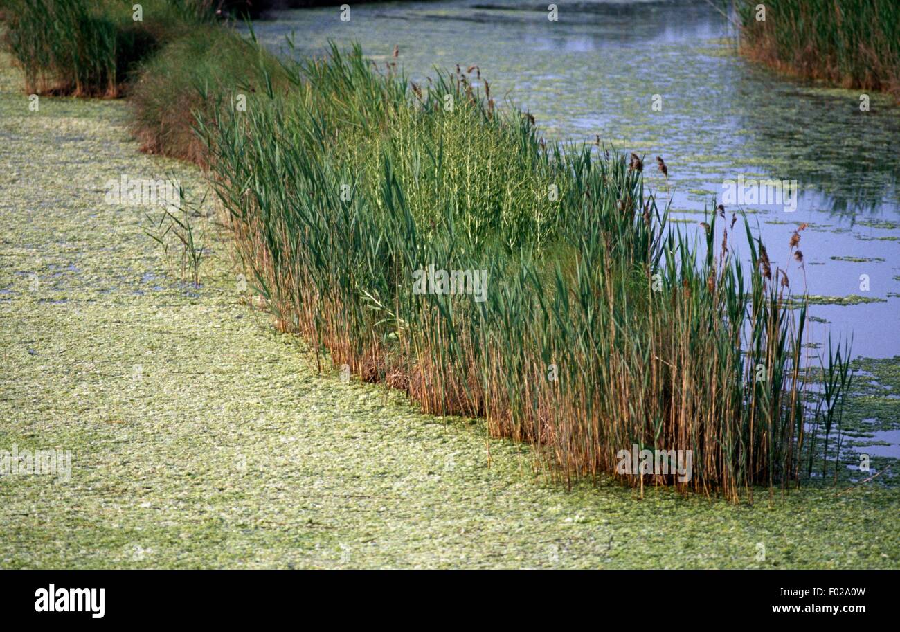 Marsh vegetation, Po Delta Regional Park (UNESCO World Heritage List ...