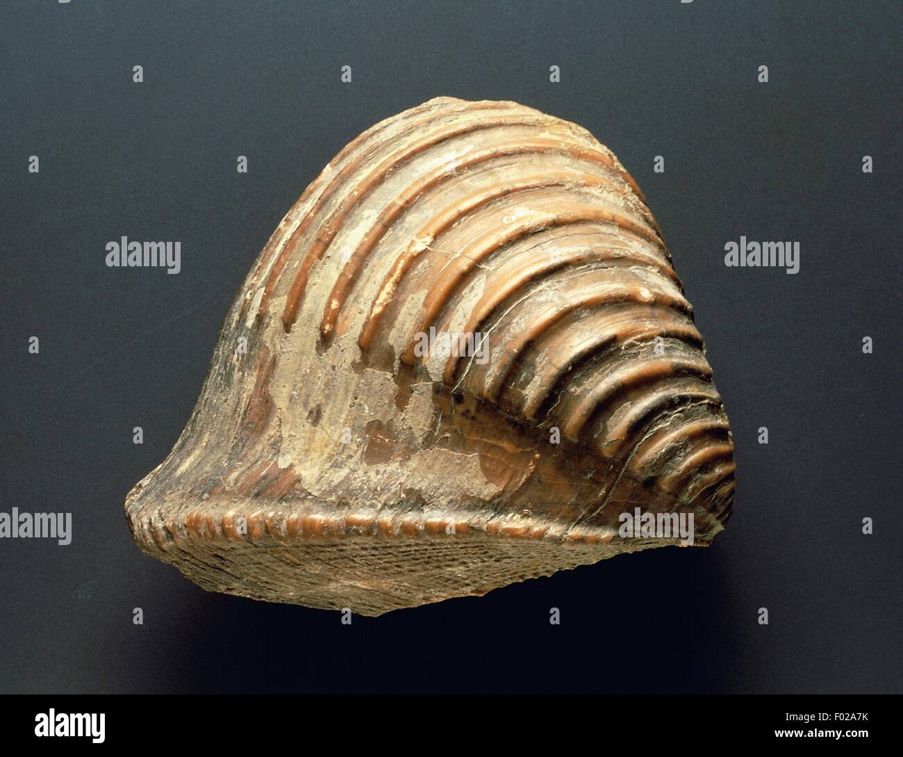 Bivalvia fossil hi-res stock photography and images - Alamy